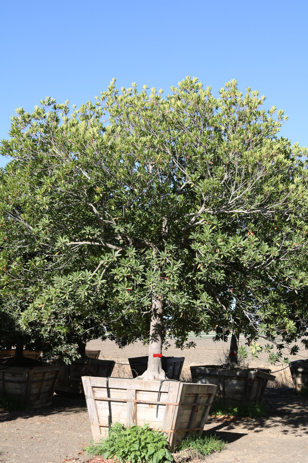 Japanese Blueberry Tree The Enchanting Japanese Blueberry Tree: A