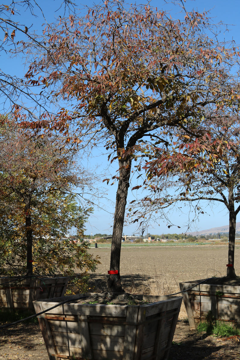 Common Persimmon – Silicon Valley Trees
