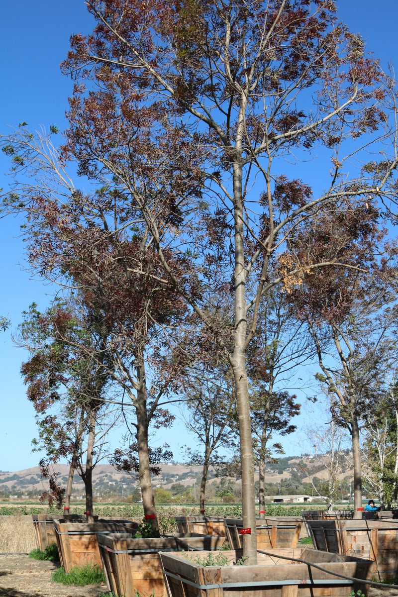 Raywood Ash – Silicon Valley Trees