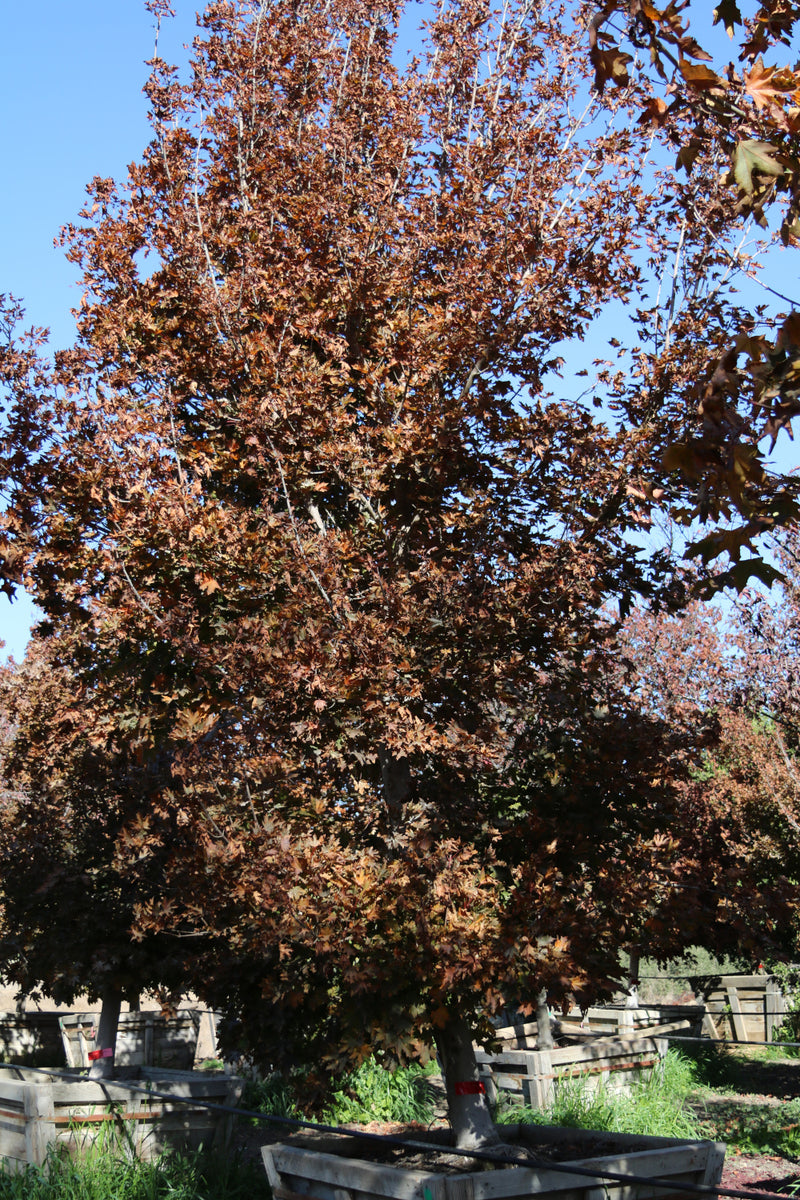 Taiwan cherry Tree – Silicon Valley Trees