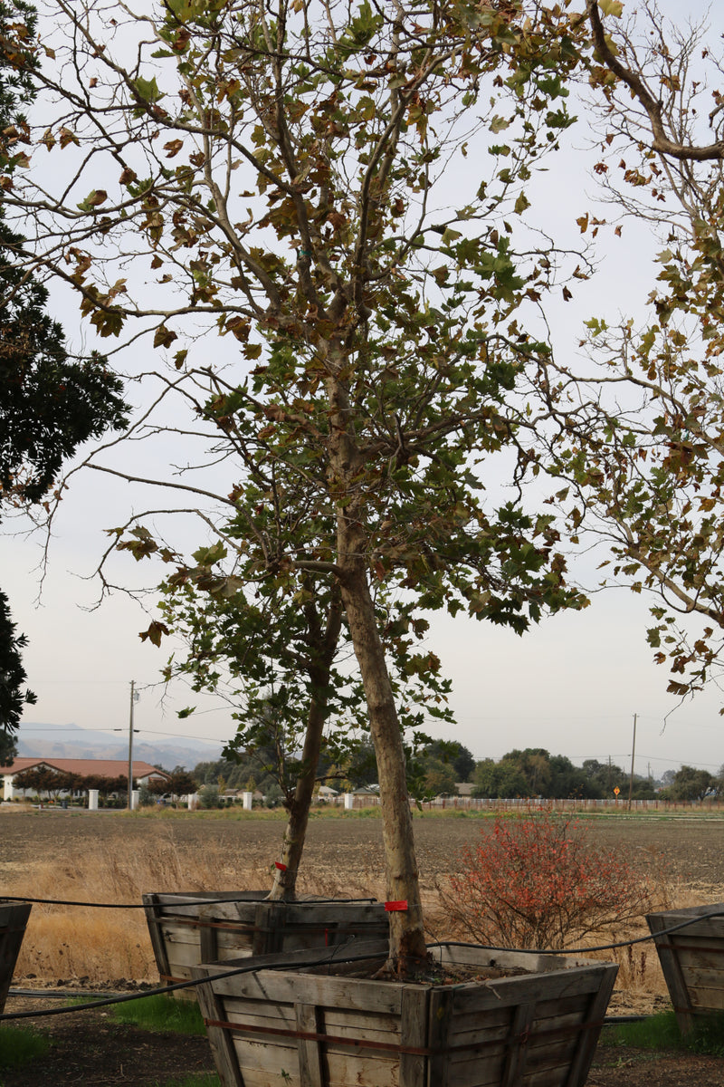 Bloodgood London Plane Tree – Silicon Valley Trees