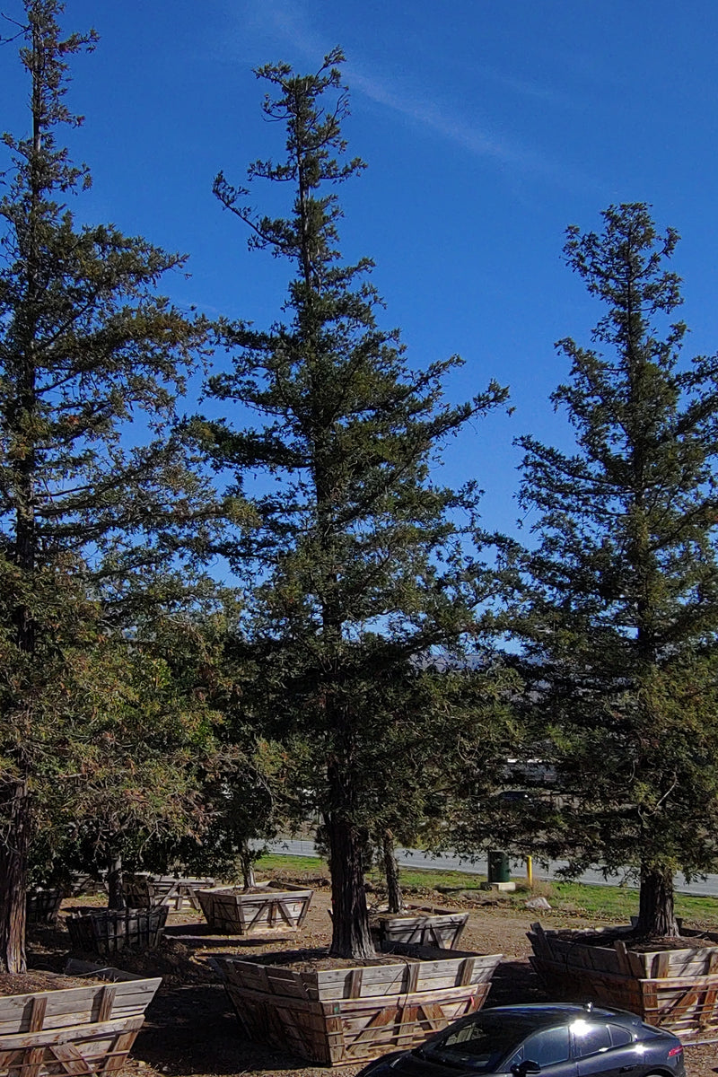 Redwood Tree 84 – Silicon Valley Trees